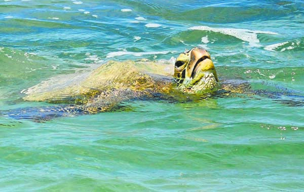 Photo of sea turtle with shell removed leads state officials to ...